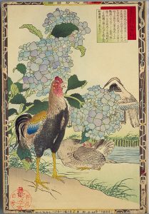 Breed Profile: Shamo Chicken - Backyard Poultry